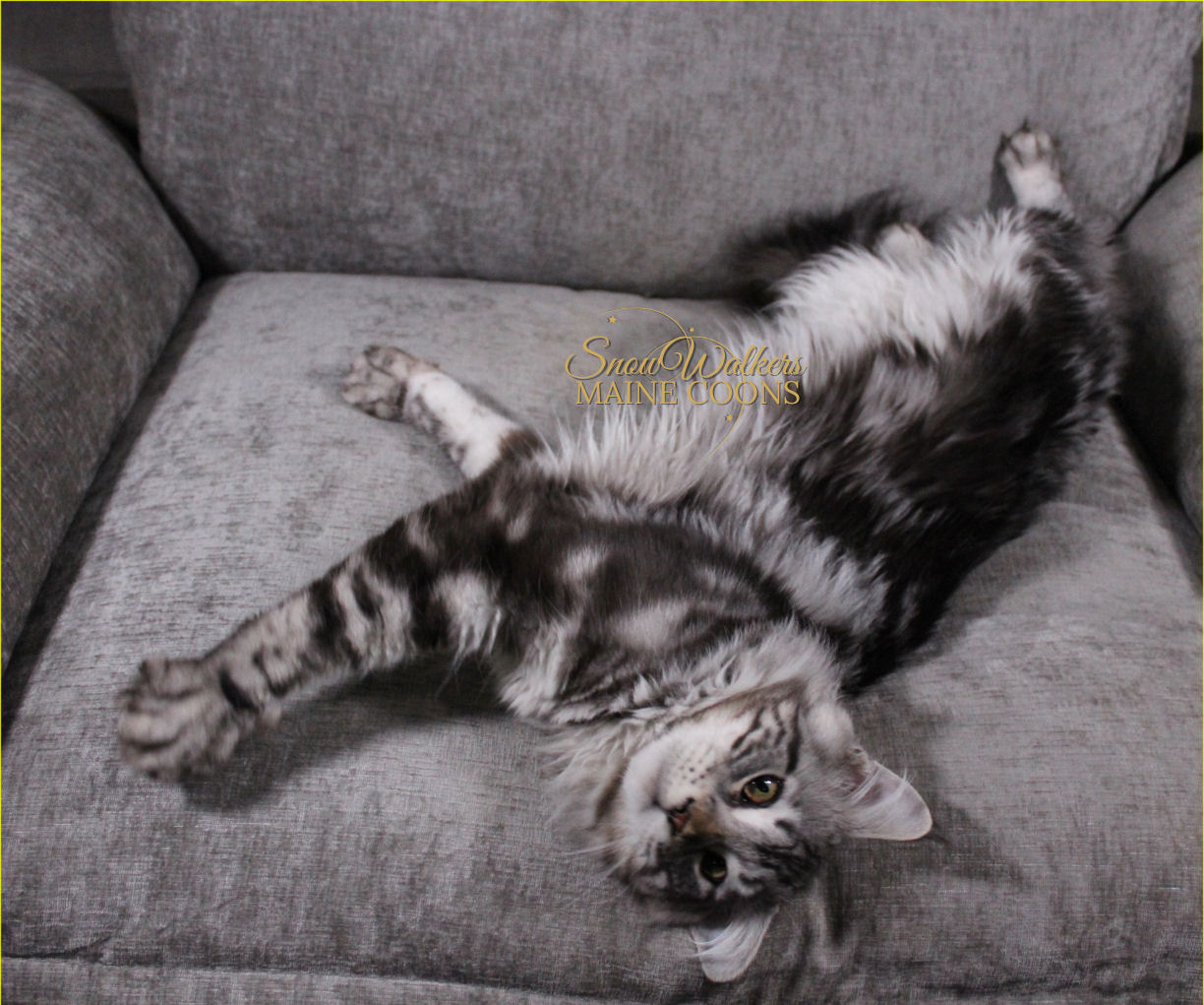 Available Maine Coon Kittens | Snow Walkers Maine Coon Kittens NY