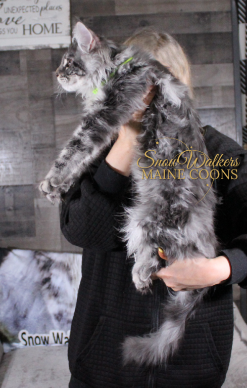 Available Maine Coon Kittens | Snow Walkers Maine Coon Kittens NY