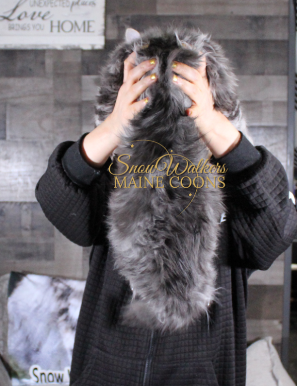 Available Maine Coon Kittens | Snow Walkers Maine Coon Kittens NY