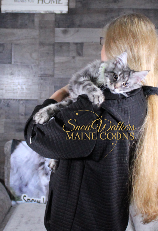 Available Maine Coon Kittens | Snow Walkers Maine Coon Kittens NY