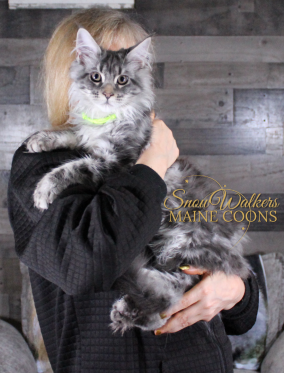 Available Maine Coon Kittens | Snow Walkers Maine Coon Kittens NY