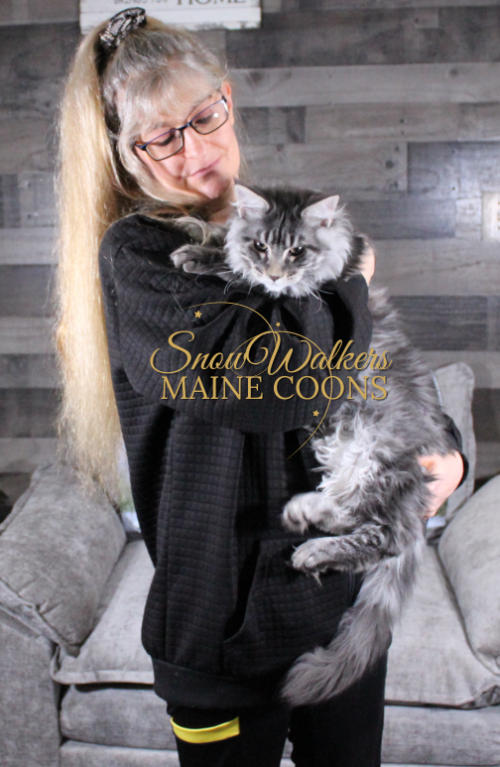 Available Maine Coon Kittens | Snow Walkers Maine Coon Kittens NY